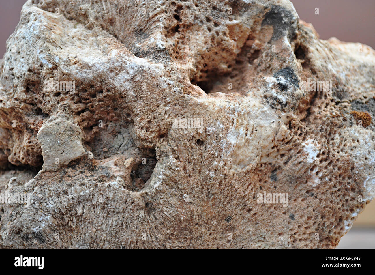 fossils in limestone, 24 millions years old Stock Photo - Alamy