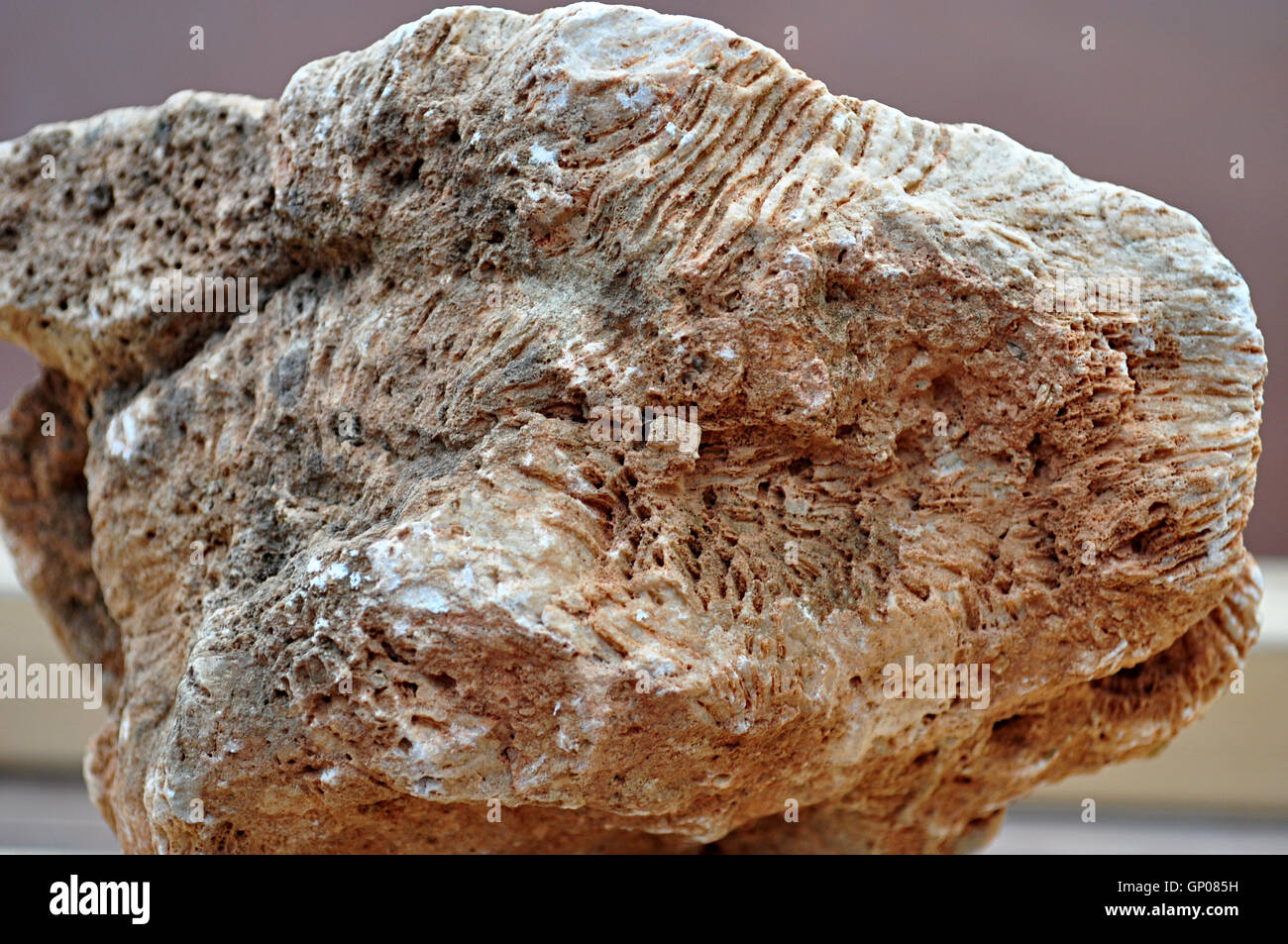 fossils in limestone, 24 millions years old Stock Photo - Alamy