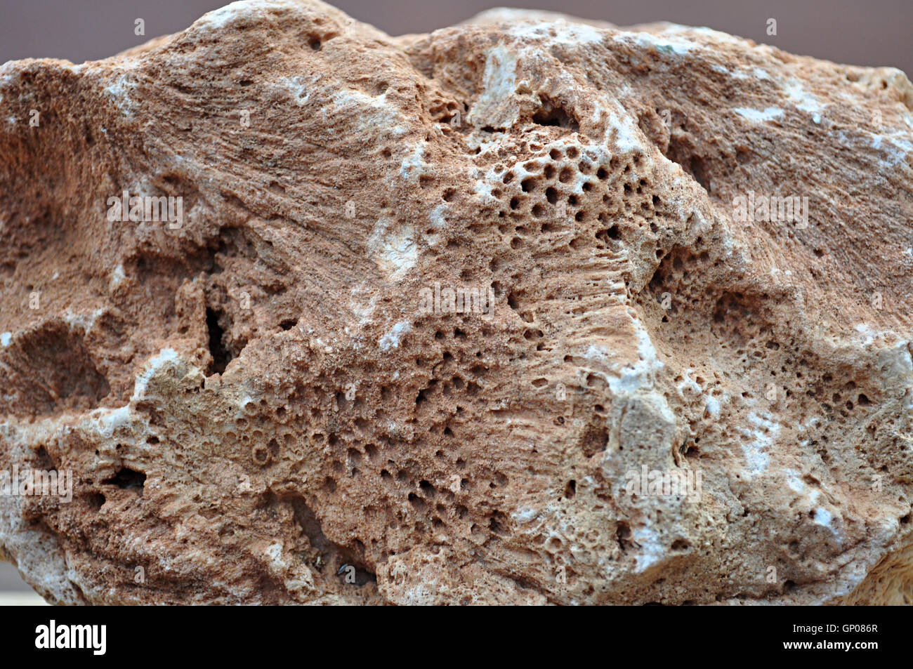 fossils in limestone, 24 millions years old Stock Photo - Alamy