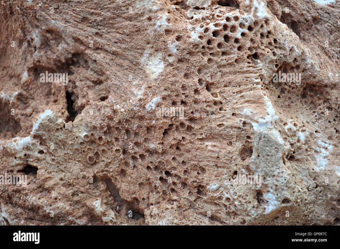 fossils in limestone, 24 millions years old Stock Photo - Alamy