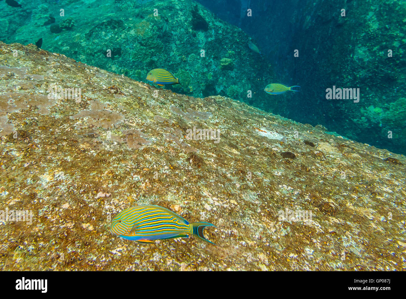School of yellow of fish hi-res stock photography and images - Alamy