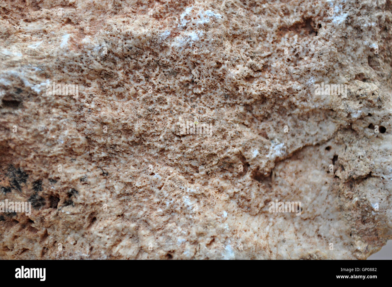 fossils in limestone Stock Photo - Alamy