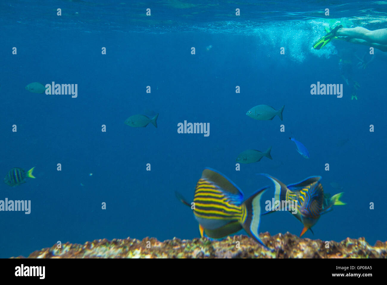 Marine life background Stock Photo - Alamy