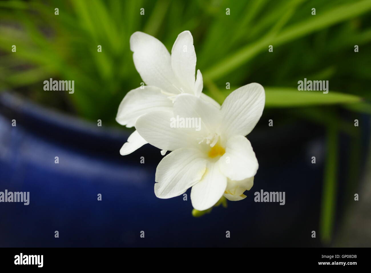 Early garden bulbs hi-res stock photography and images - Alamy