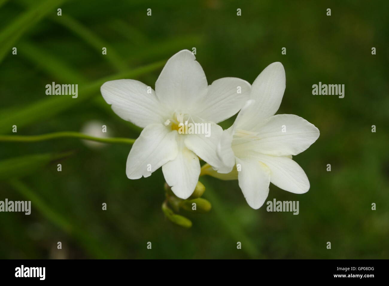 Early spring floral hi-res stock photography and images - Alamy