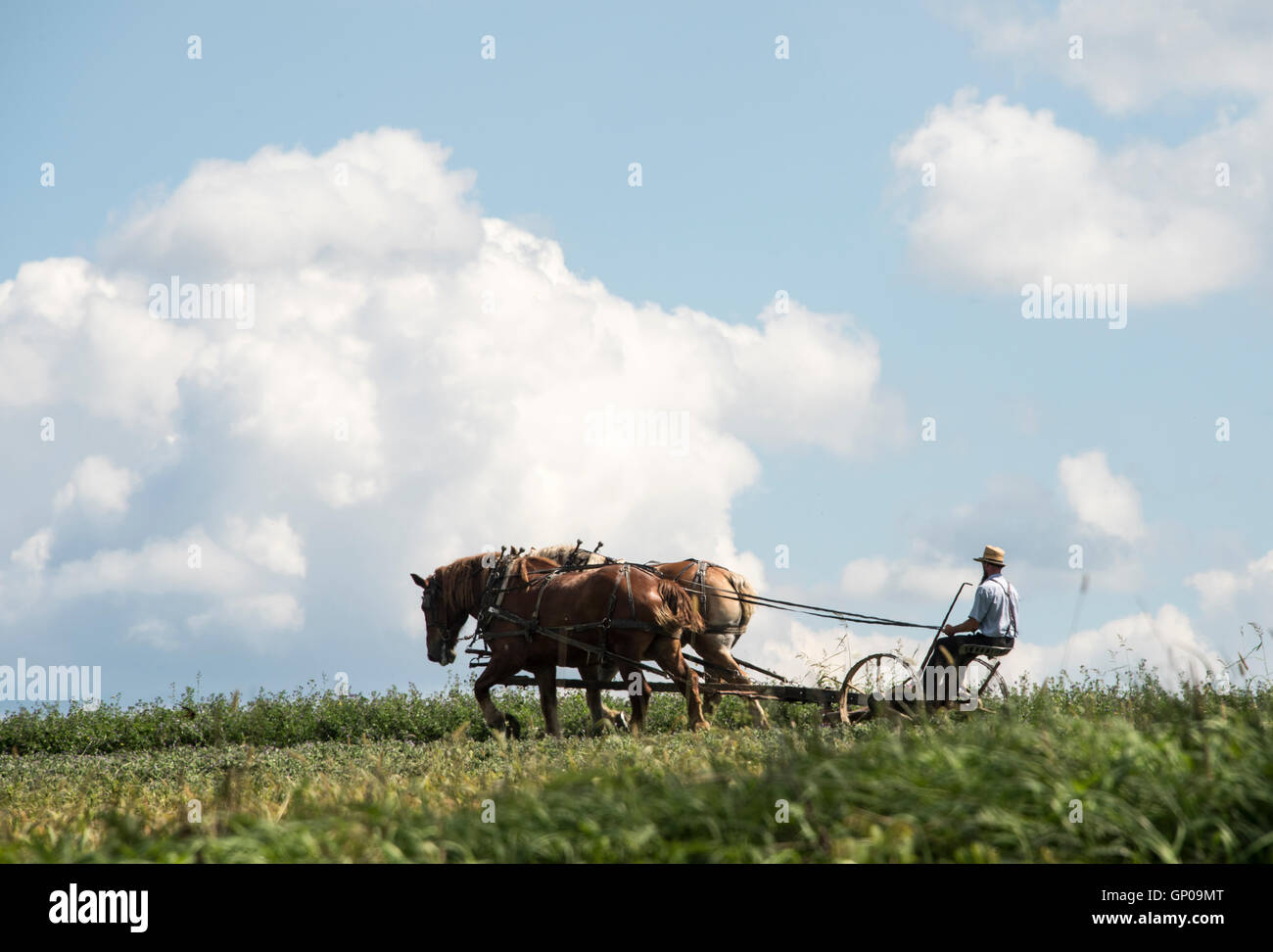 Amish man mowing hay with horse drawn machinery Stock Photo - Alamy