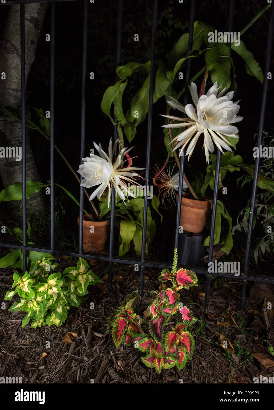 Night blooming cactus hi-res stock photography and images - Alamy