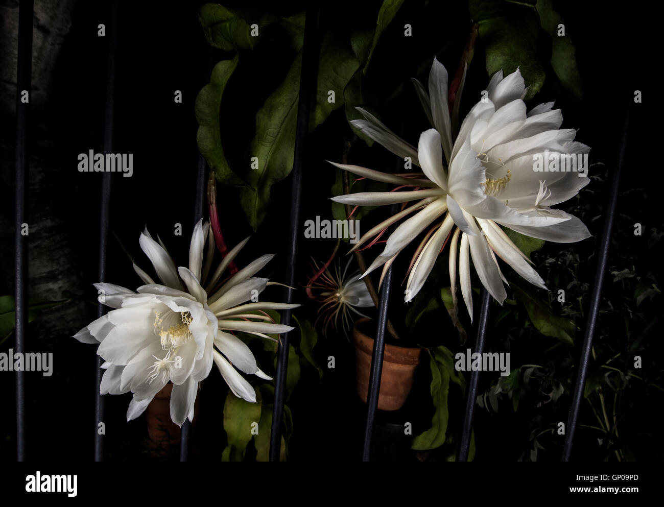 Night blooming Cactus ( Cereus Stock Photo - Alamy