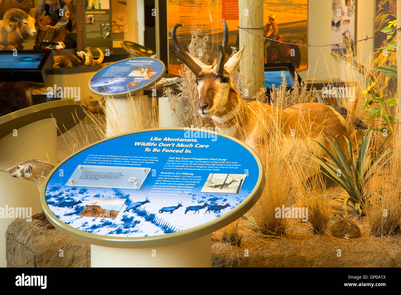 Antelope museum hi-res stock photography and images - Alamy