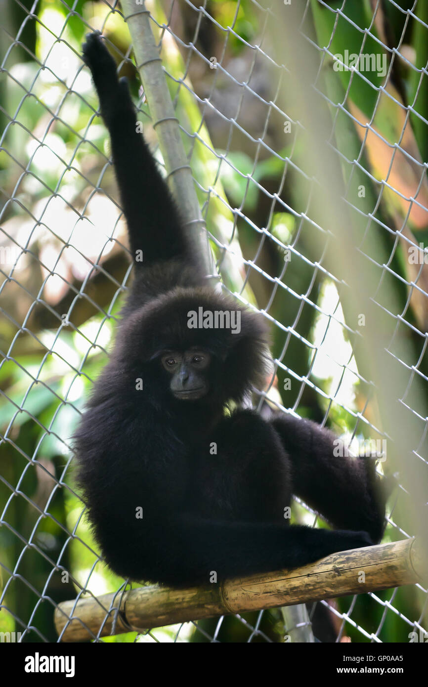 Female white cheeked gibbon hi-res stock photography and images - Alamy
