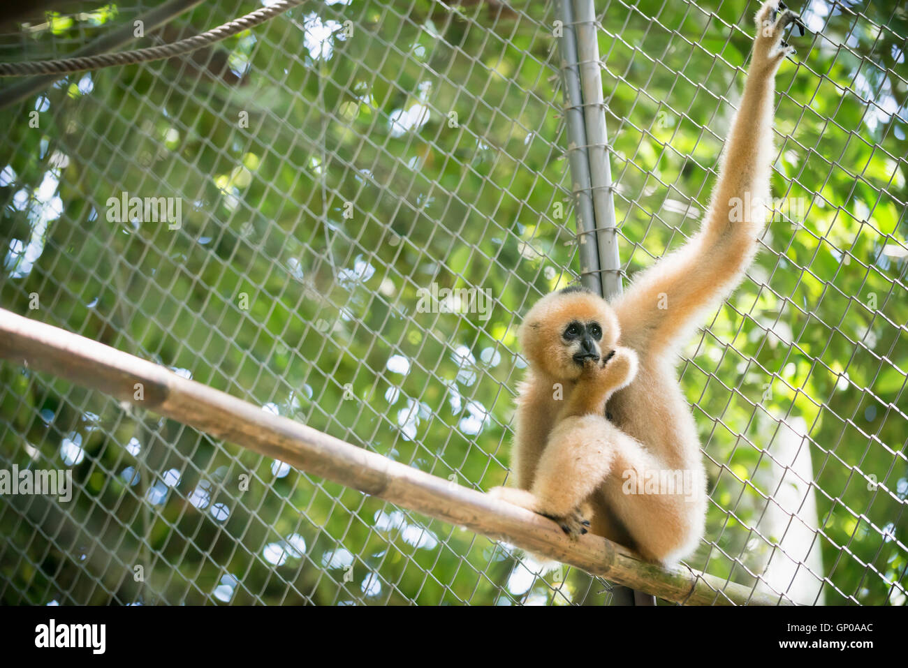 Asian gibbon hi-res stock photography and images - Alamy