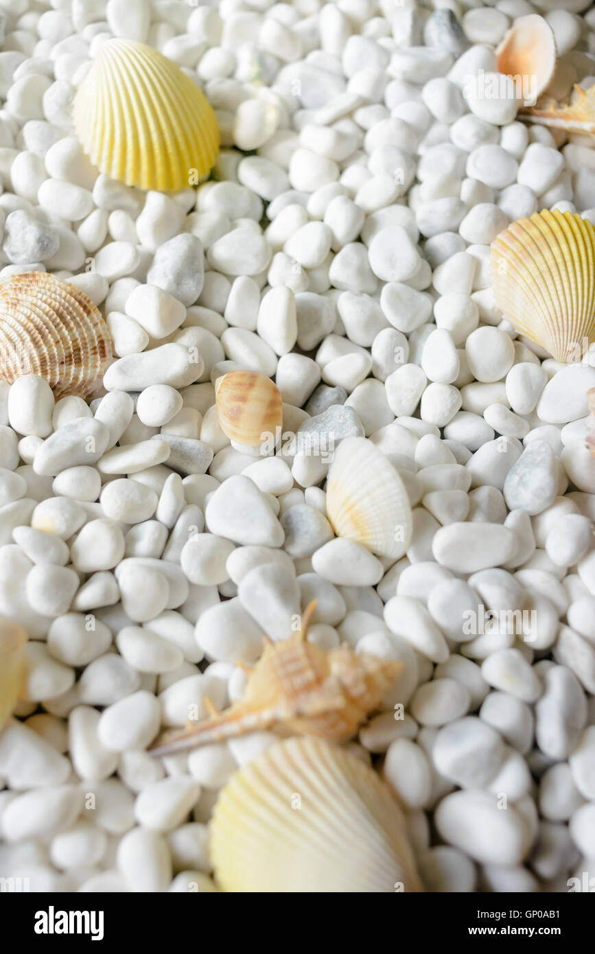 Framework of shells hi-res stock photography and images - Alamy