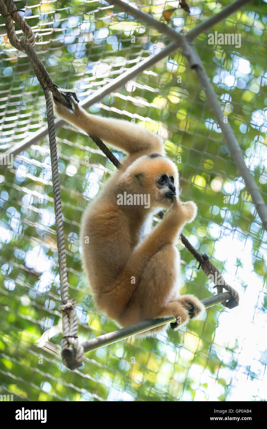Female gibbon monkey standing hi-res stock photography and images - Alamy