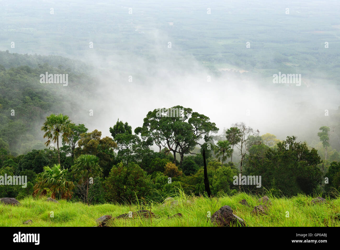 wet rain forest with green grass and rock on foreground and foggy ...