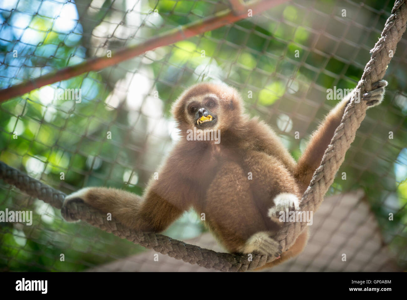 Brown gibbon in the zoo Stock Photo - Alamy