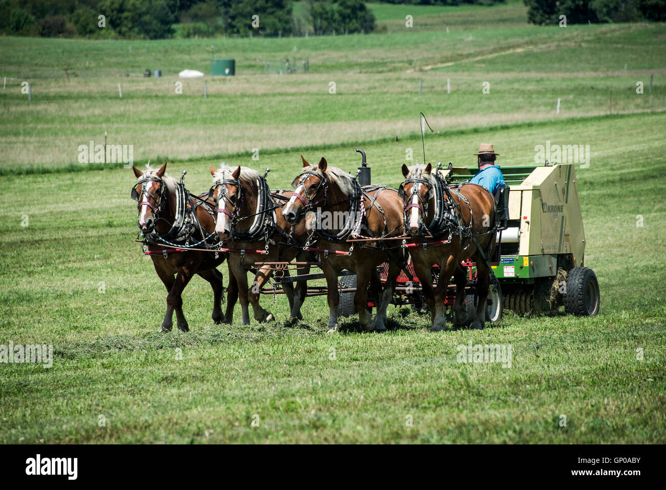 Amish man bailing hay with horse drawn machinery Stock Photo - Alamy