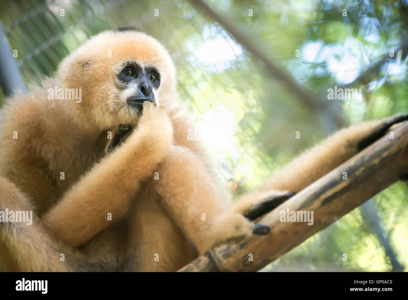 Female white cheeked gibbon hi-res stock photography and images - Alamy