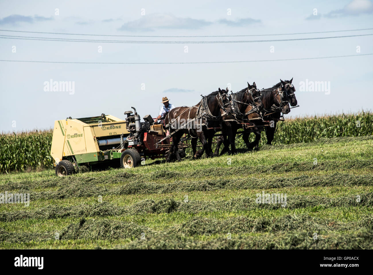 Amish bailing hay with horse drawn machinery in Rural Ohio Stock Photo ...