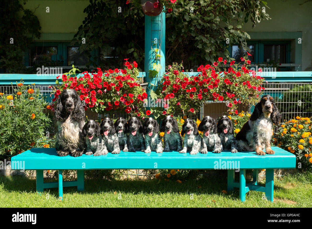 English Cocker Spaniel family, Female mother with nine small puppies ...