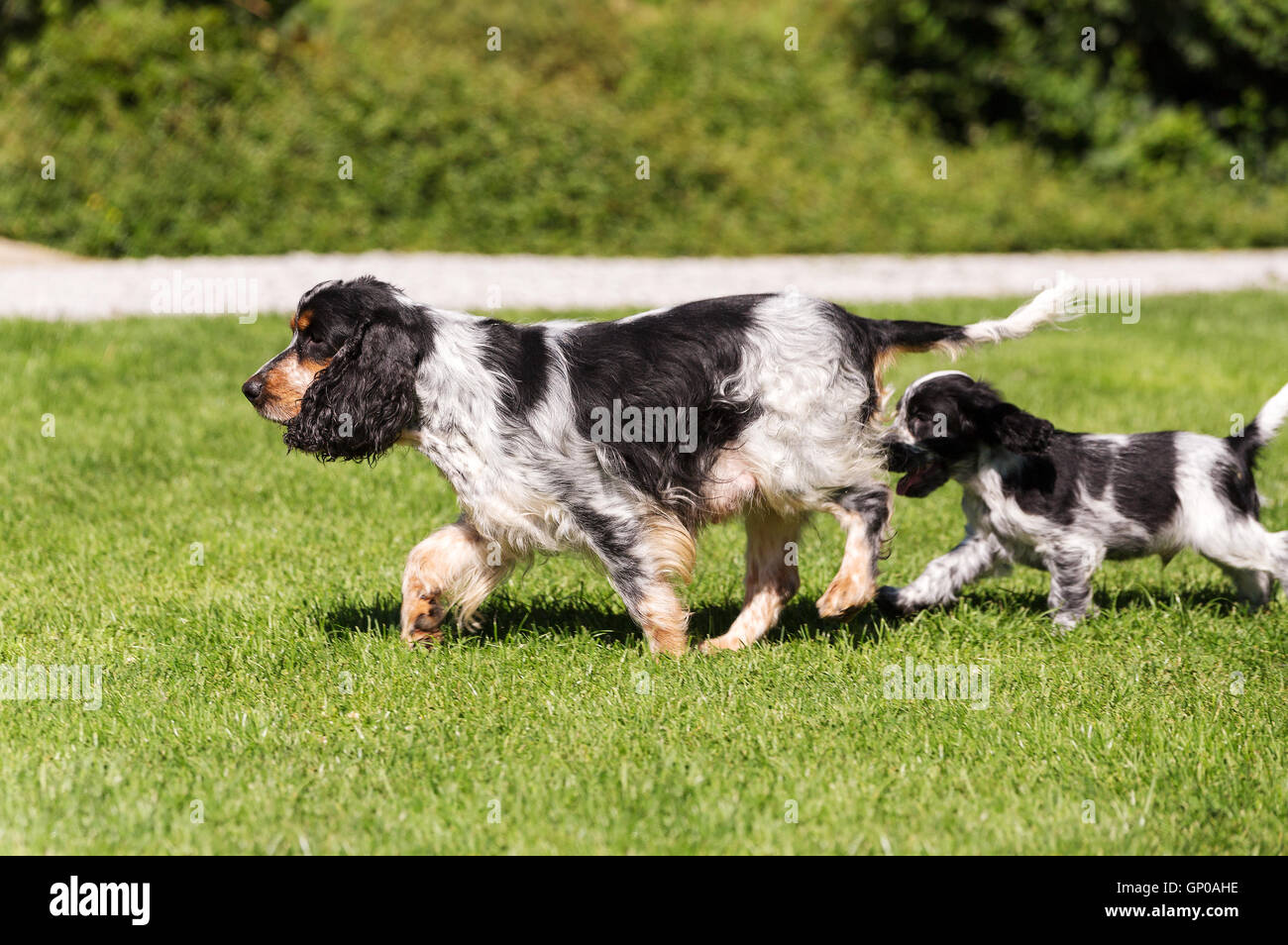 Young English Cocker Spaniel puppy running with female mother, outdoor ...