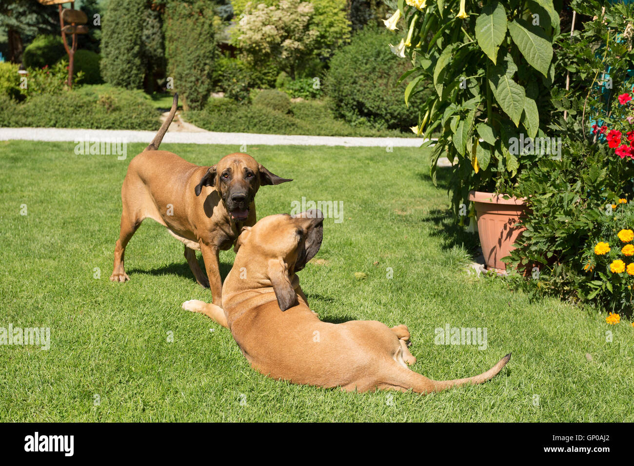 two young female of Fila Brasileiro (Brazilian Mastiff) playing outdoor ...