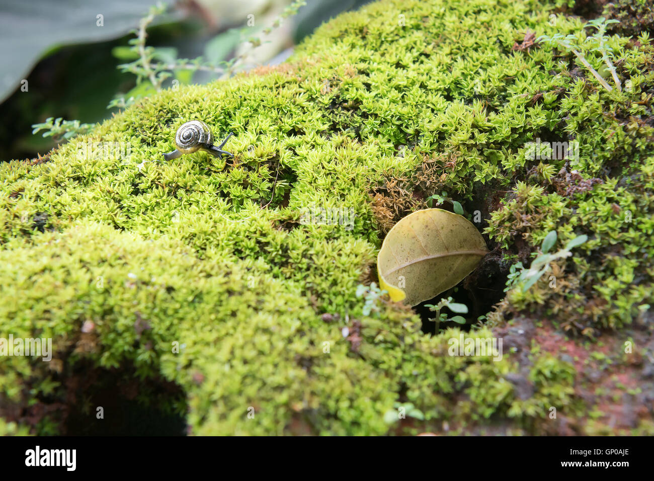 snail crawling on moss in garden Stock Photo - Alamy