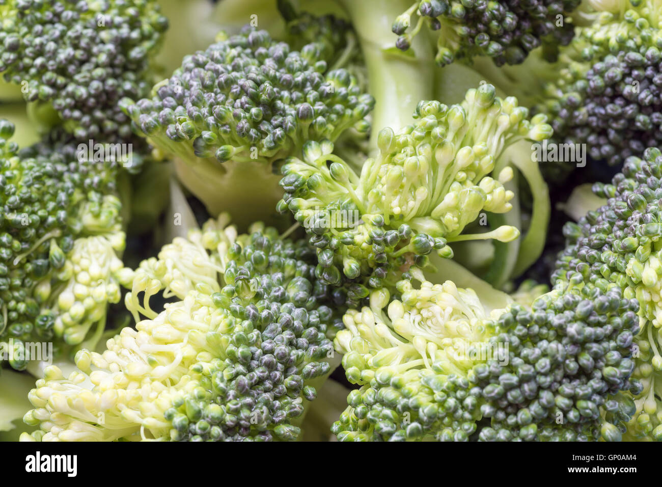 Broccoli tree hi-res stock photography and images - Alamy
