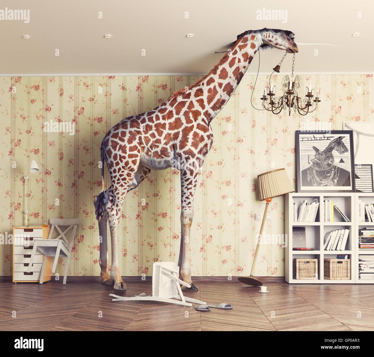 giraffe breaks the ceiling in the living room. Photography combination ...