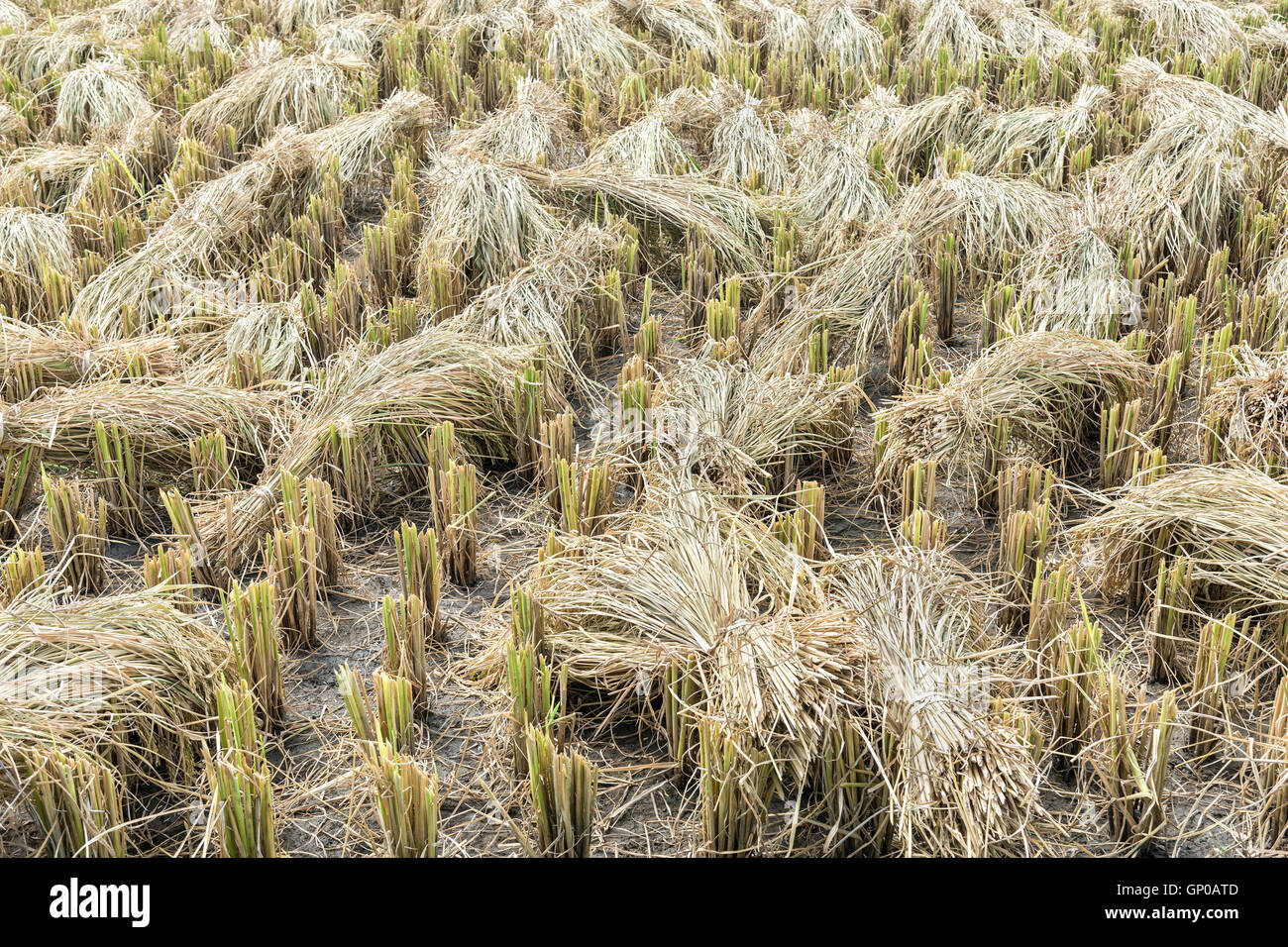 Harvested rice field with ear of paddy around Stock Photo - Alamy