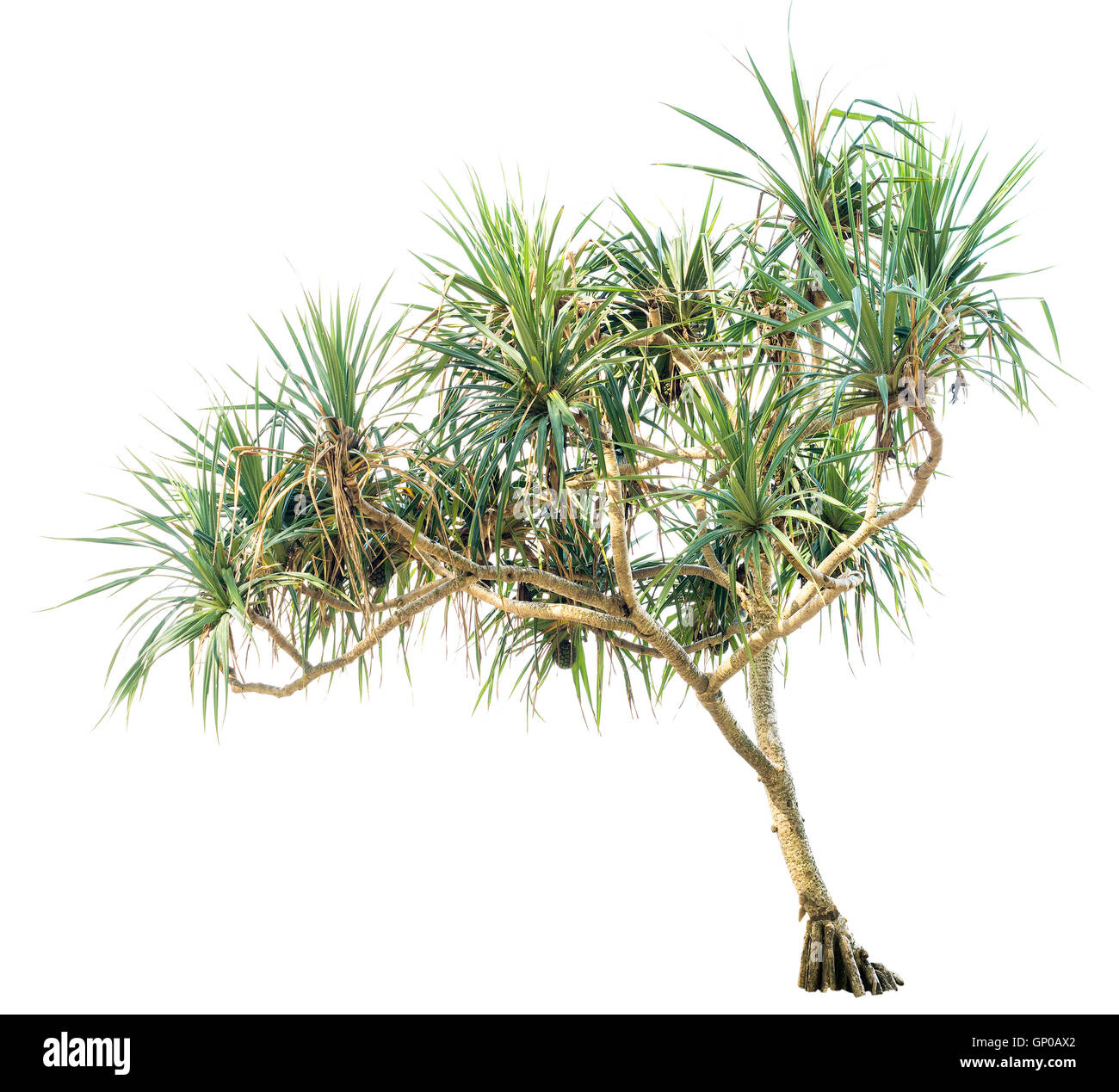 Pandanus hi-res stock photography and images - Alamy