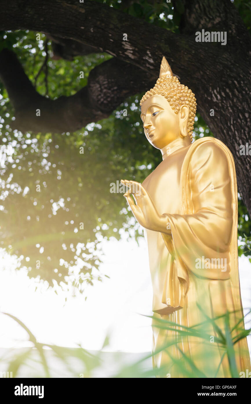 Golden buddha statue, standing postures under big tree Stock Photo - Alamy