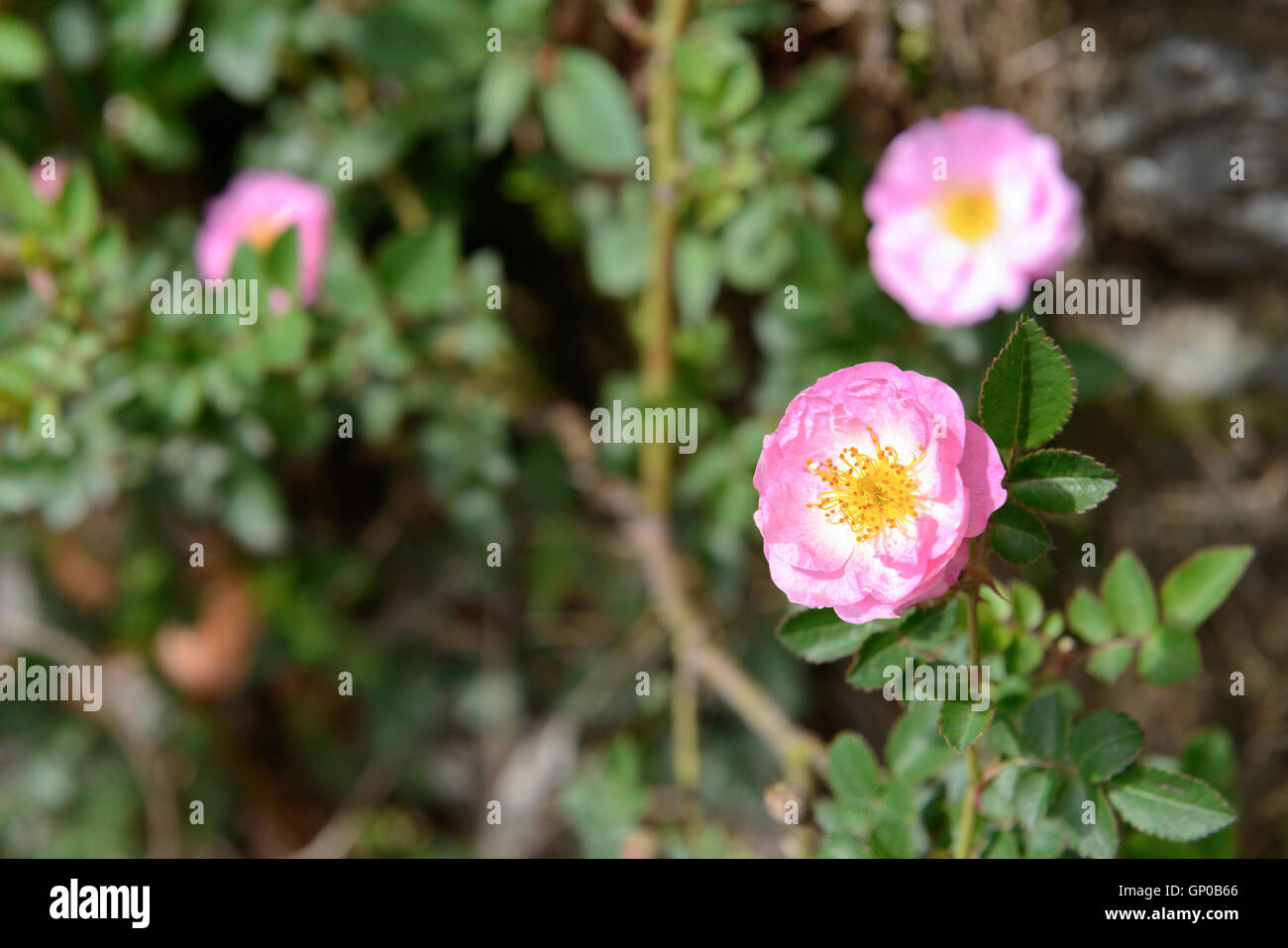 Beautiful rose pink color hi-res stock photography and images - Alamy