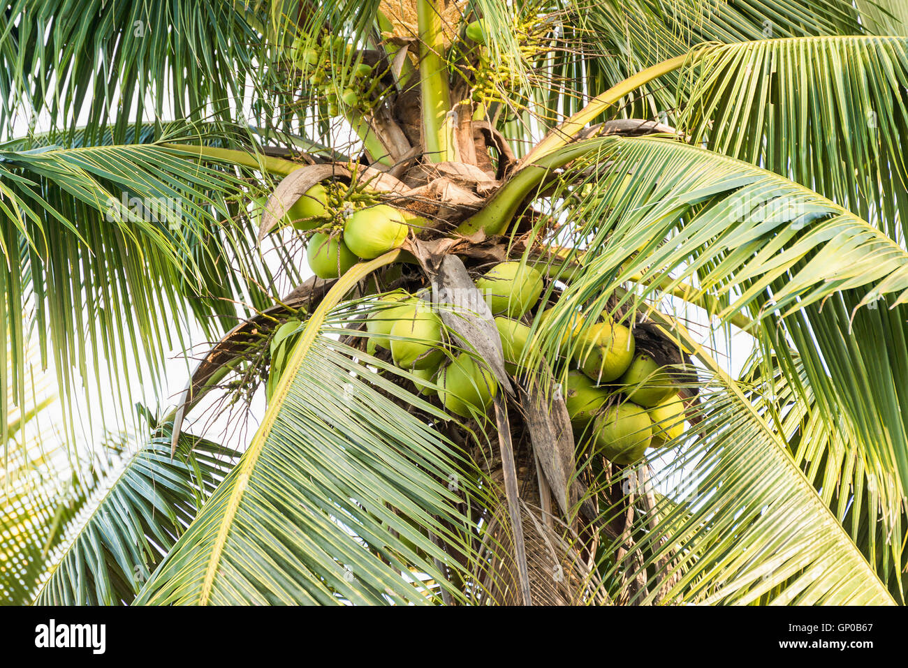 Leaf coconut tree hi-res stock photography and images - Alamy
