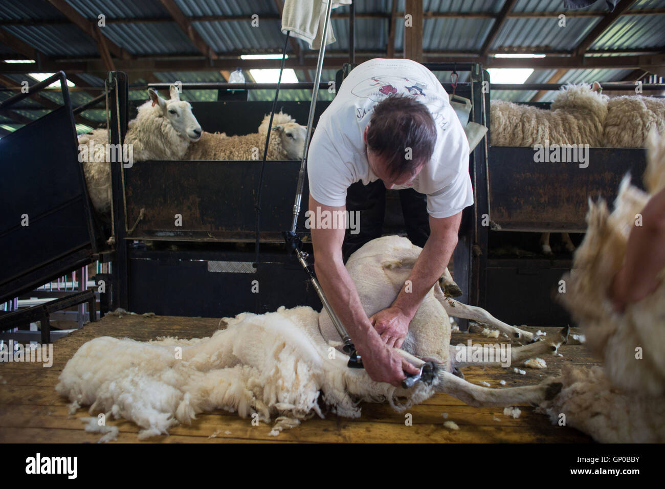 Sheep shearing on a farm in the Scottish Borders July 26 2016. A team ...