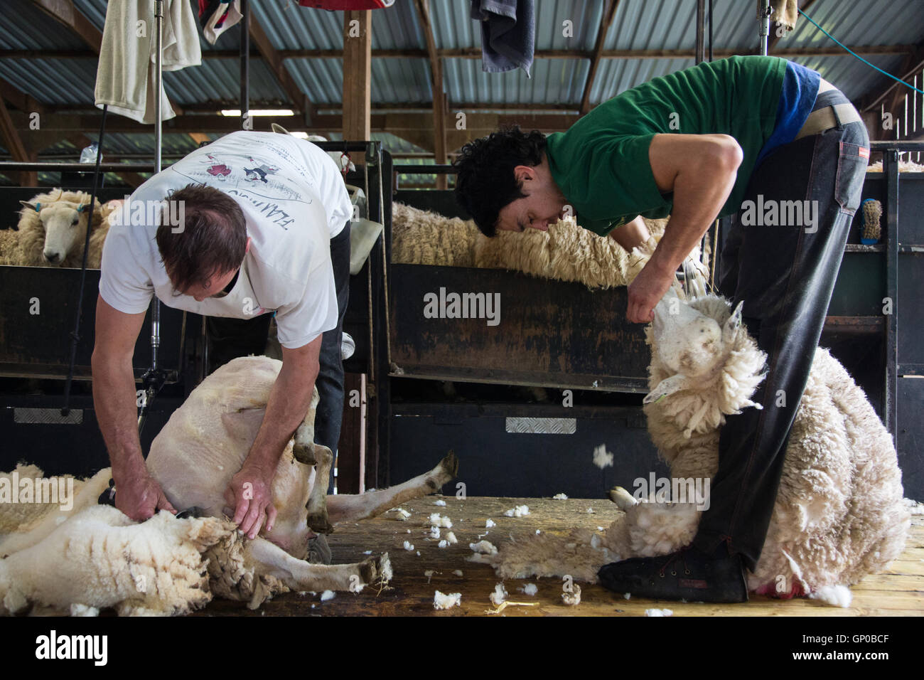 Farmer cutting wool hi-res stock photography and images - Alamy