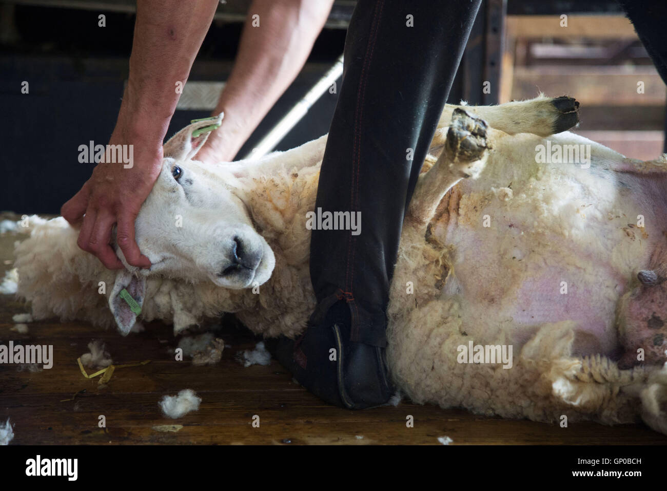 Sheep shearing in scottish borders hi-res stock photography and images ...