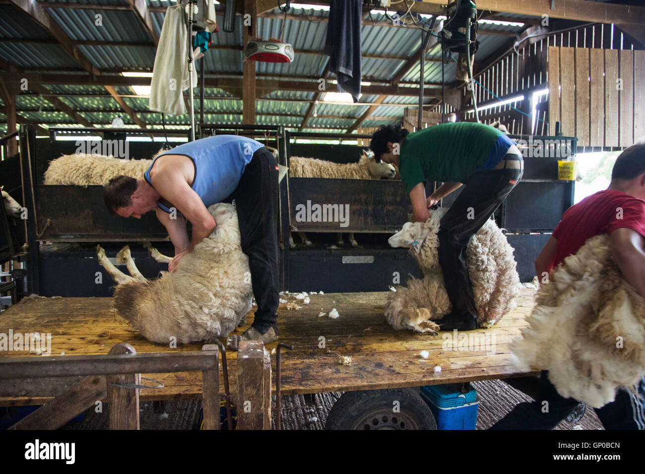 Farmer cutting wool hi-res stock photography and images - Alamy