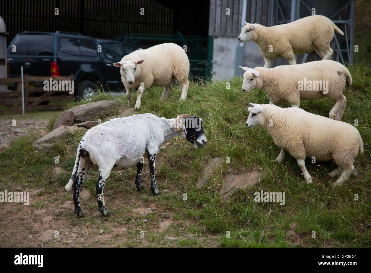 A freshly cut sheep looks for her lambs outside the barn where the ...