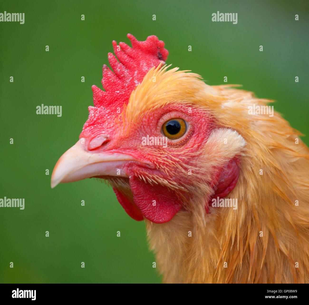 Brightly colored chicken keeping a close eye on the camera Stock Photo ...
