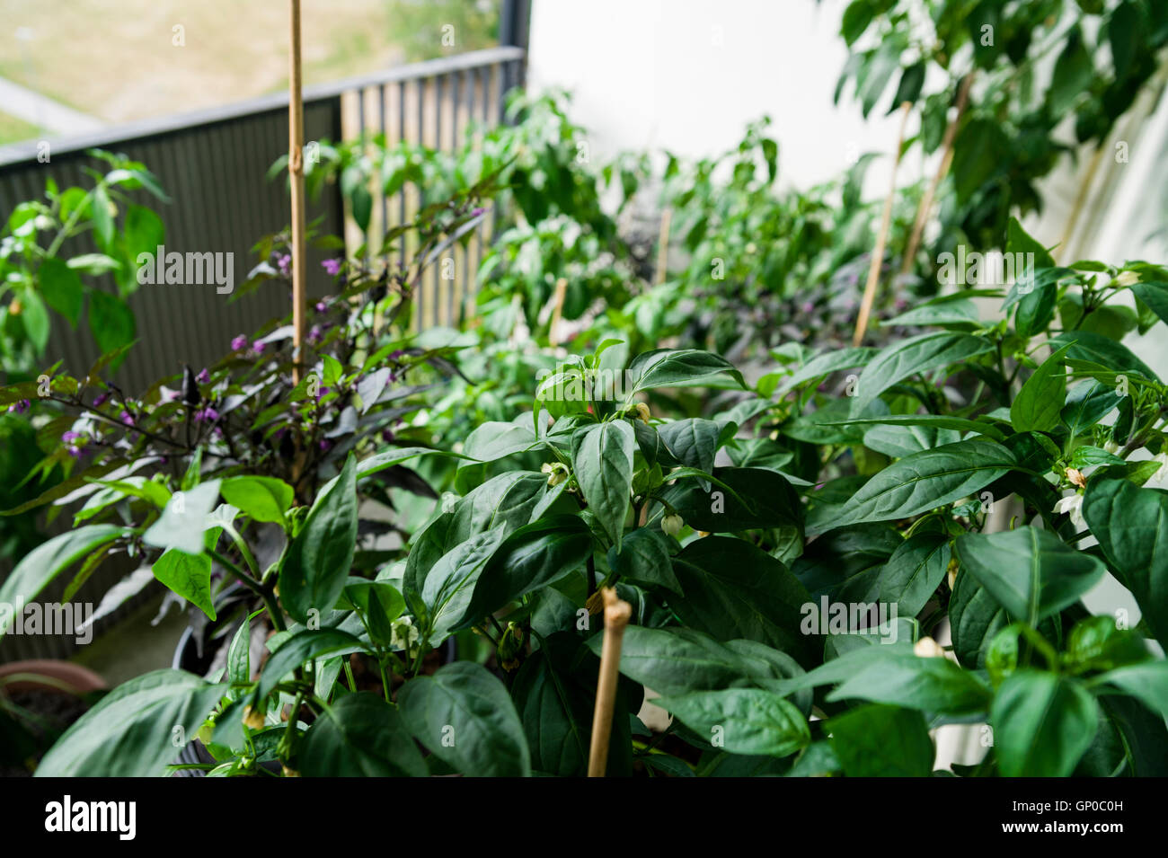 Capsicum plants growing on a balcony Stock Photo - Alamy