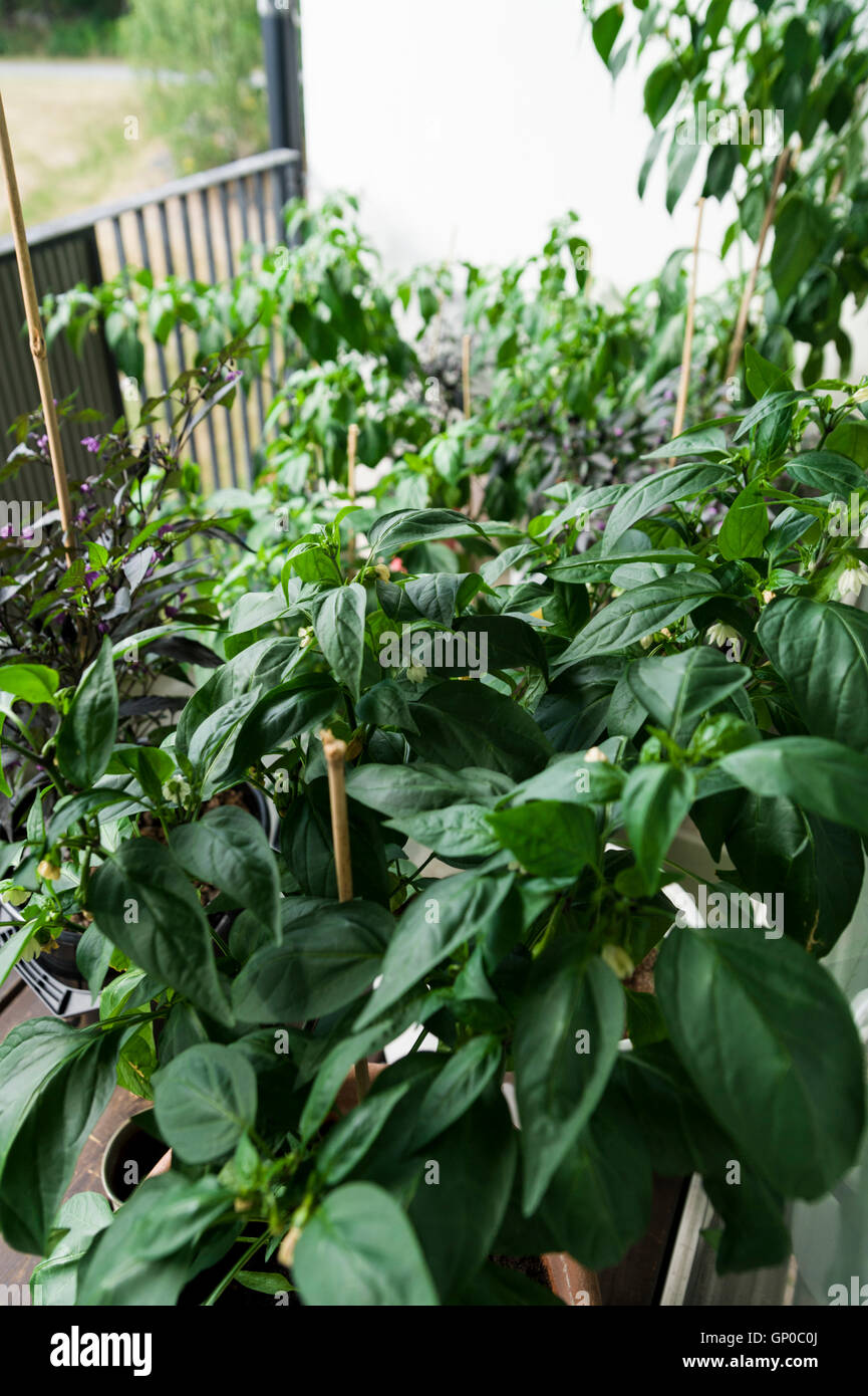 Capsicum plants growing on a balcony Stock Photo - Alamy