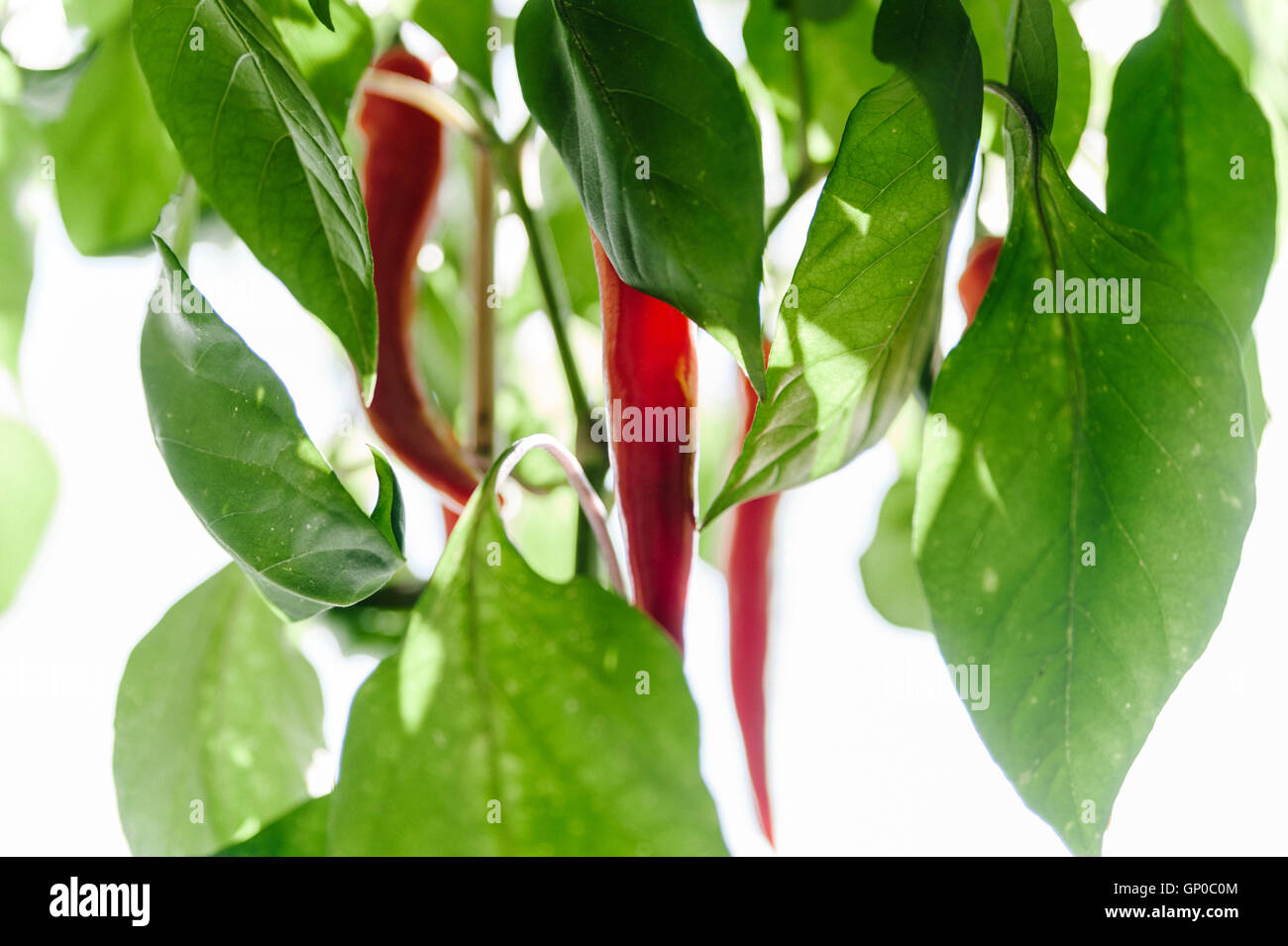 Red chili plants hi-res stock photography and images - Alamy