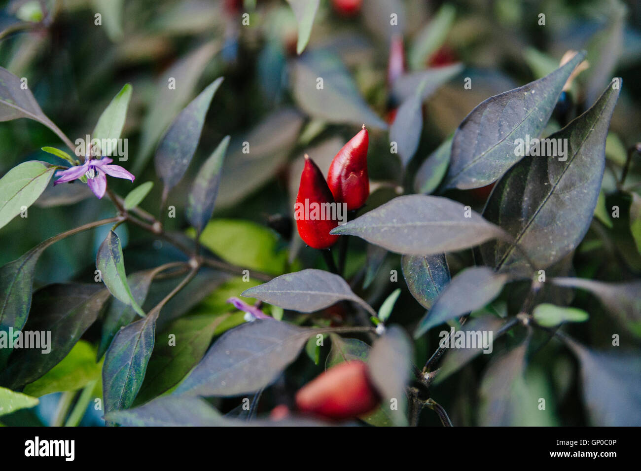 Small red chili peppers on a plant with dark green leaves Stock Photo ...