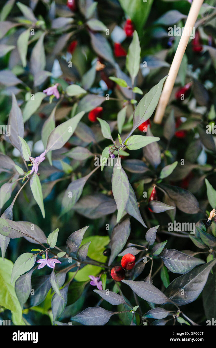 Small red chili peppers on a plant with dark green leaves Stock Photo ...