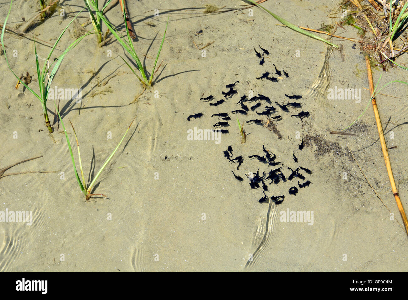 American little catfish in the shallows Stock Photo - Alamy