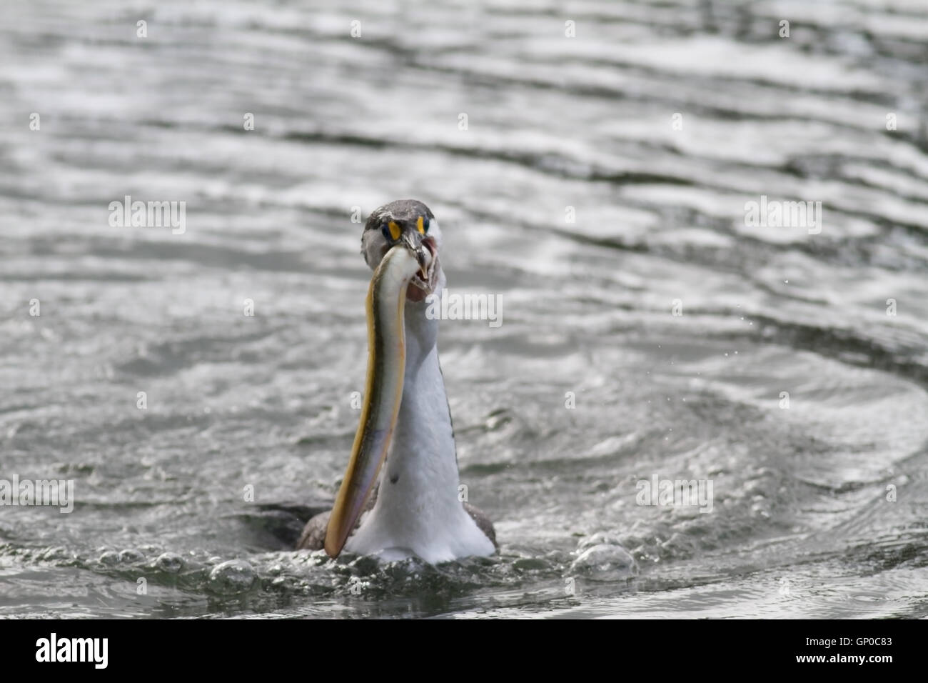 Cormorant swallowing an eel with the eel's tail sticking out of the ...