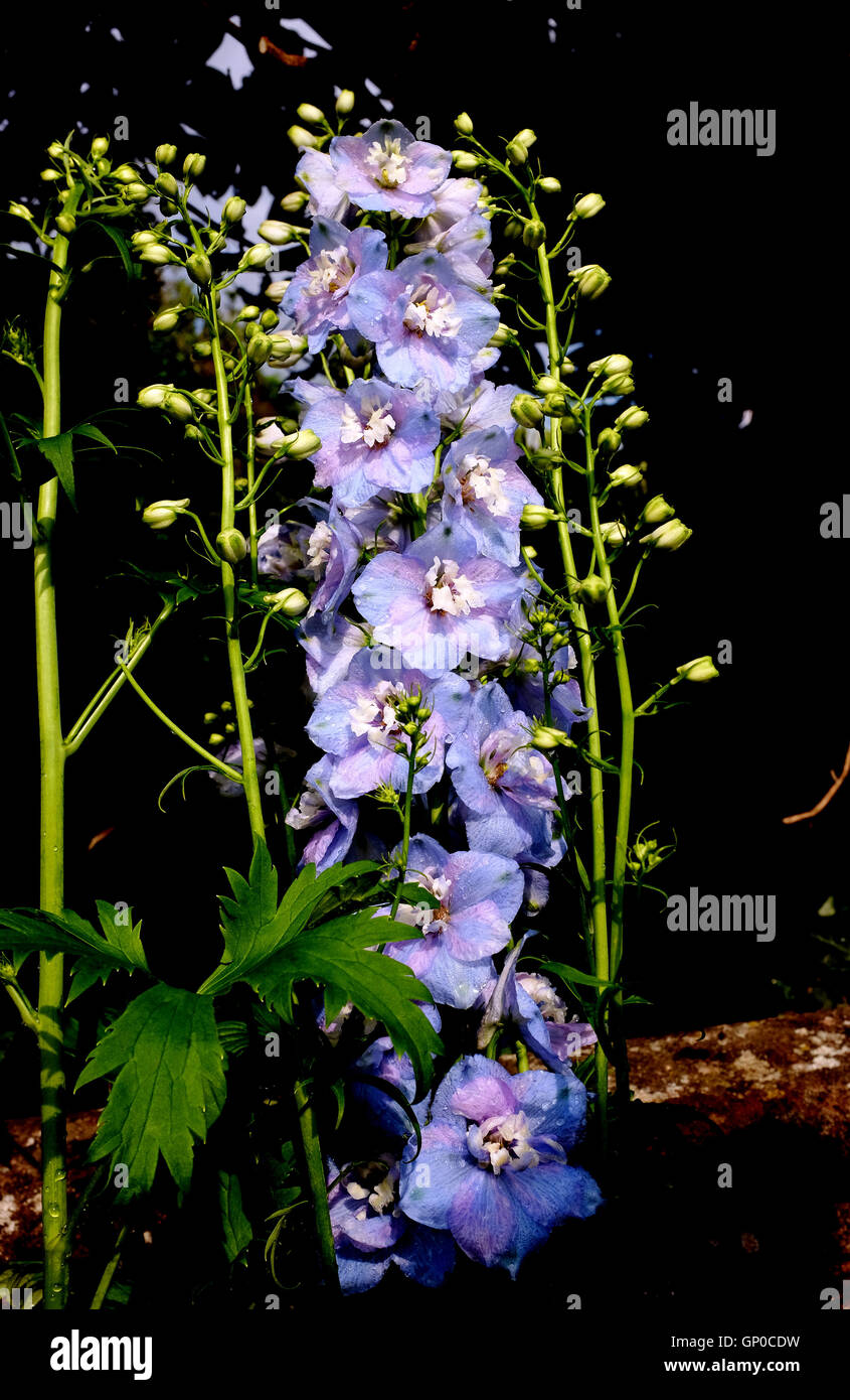 Guardian blue delphinium hi-res stock photography and images - Alamy