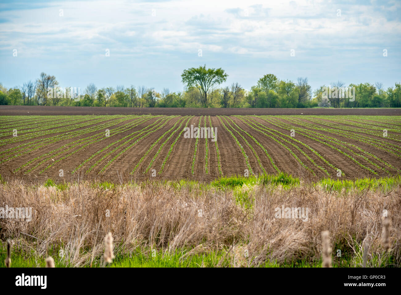 Rows of soy plants in a cultivated farmers field Stock Photo - Alamy