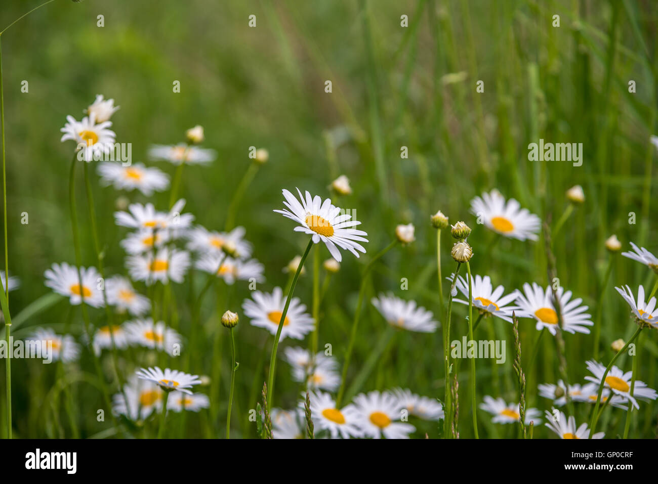 Shasta Daisy flowers. Leucanthemum x superbum Stock Photo - Alamy