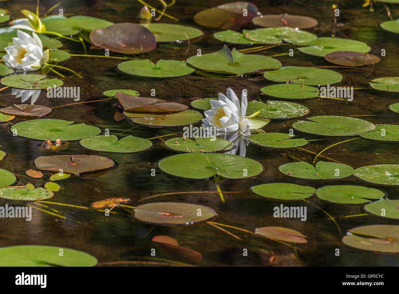 White nymphaea alba hi-res stock photography and images - Alamy